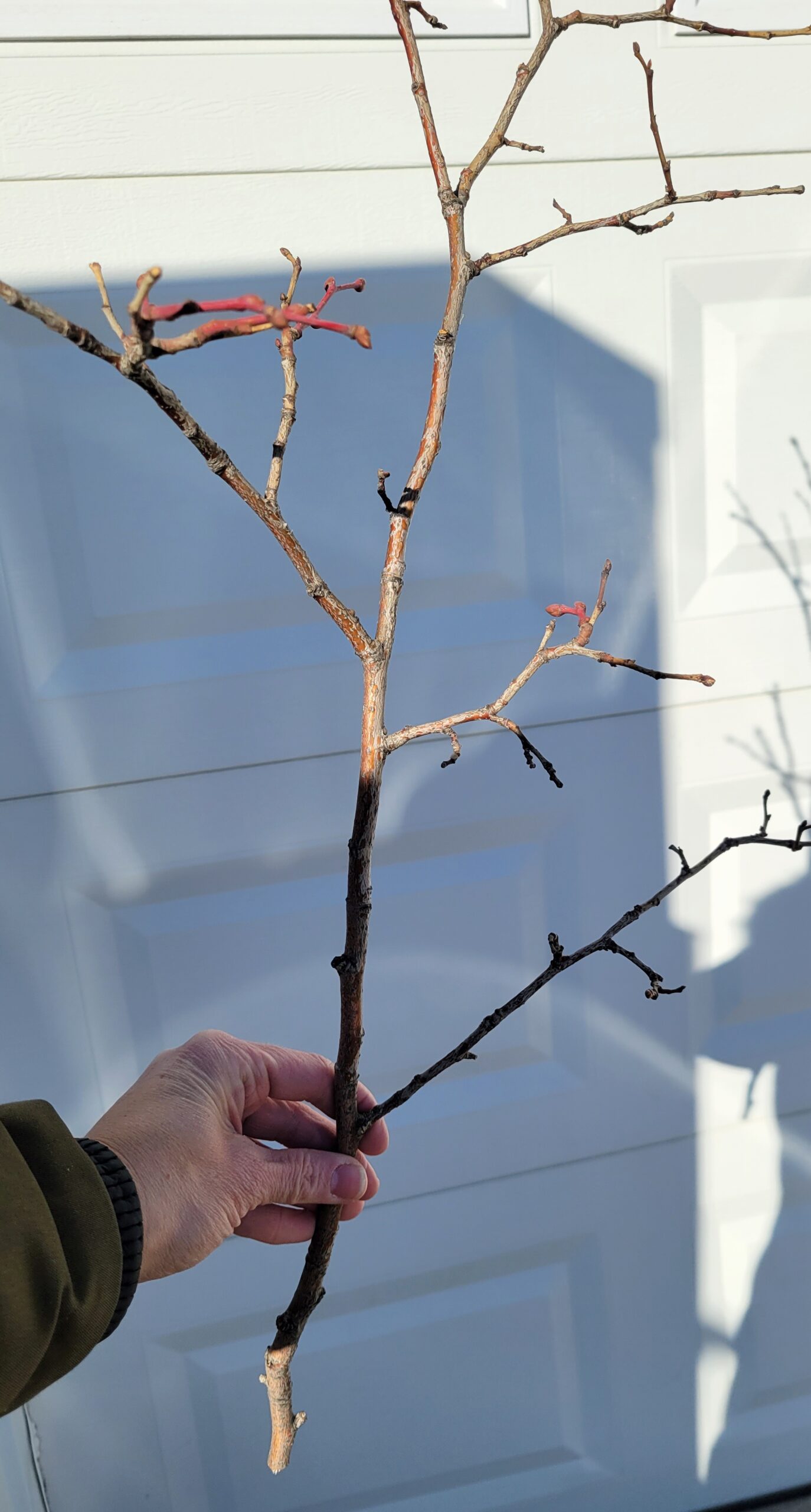 Bring peace home: a simple diy olive tree tutorial - Wares Vintage Home